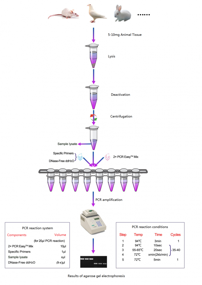 Kit PCR Langsung Jaringan Hewan Reagen Lab Melakukan PCR Langsung Dari ...